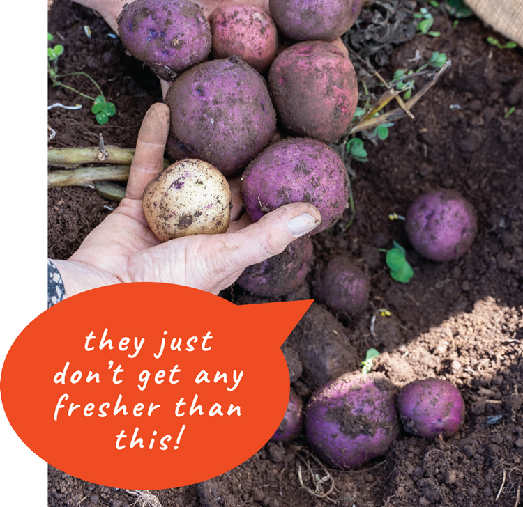 Potatoes – Spud Sisters