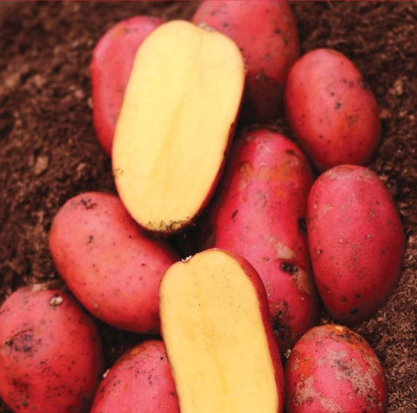 Prince of Orange Potatoes – Spud Sisters