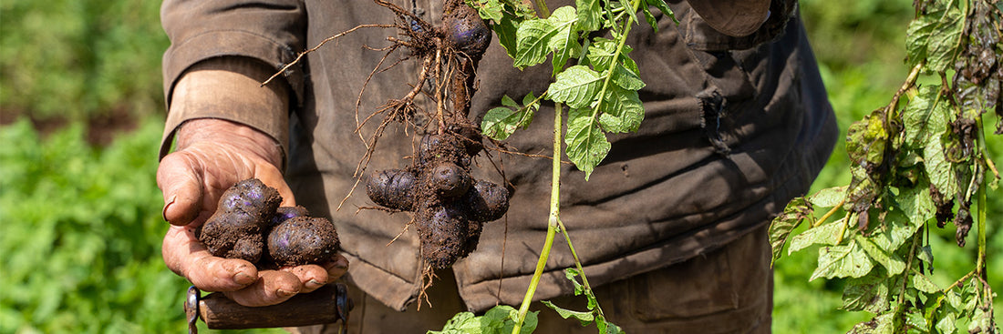 In Season – Spud Sisters